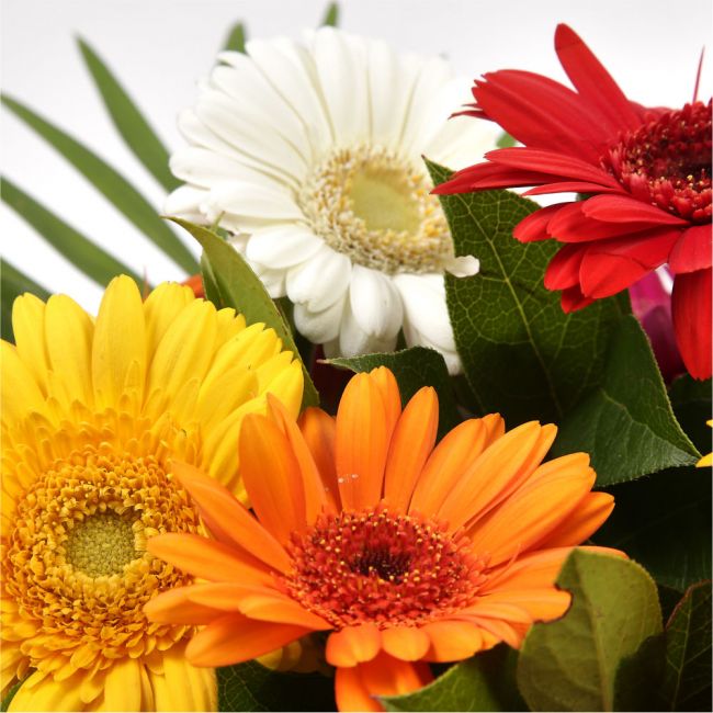 Gerbera Special Flowers BouquetThis weeks specail offer Colourful ...