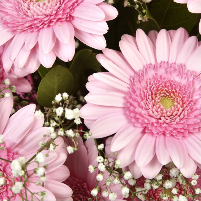Pink Glamour GerberasPink Gerberas Presented with luxurious Pink ...