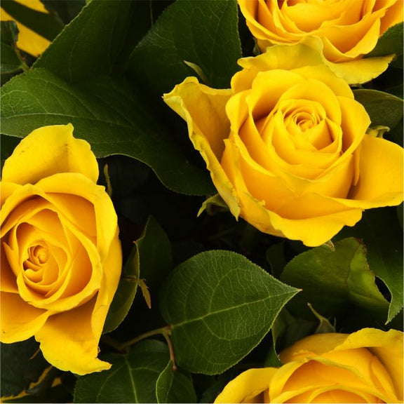 12 Luxury Yellow Roses BouquetYellow Roses Bouquet. Expertly created by ...