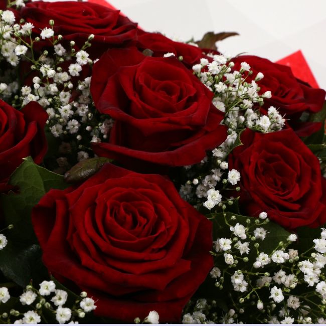 12 Red Roses With Gypsophila12 Red Roses With Gypsophila, A luxurious ...